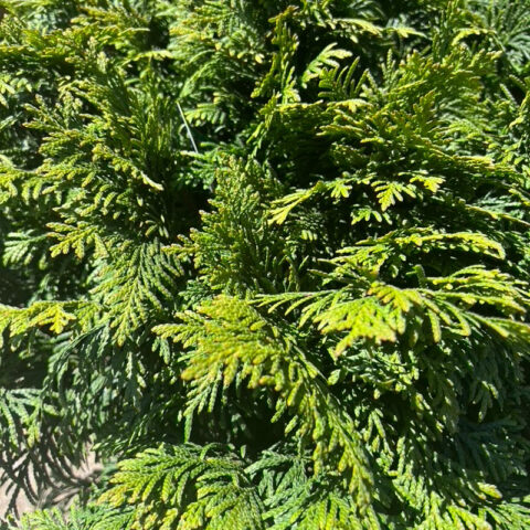 Evergreens for Shade - Everett's Gardens
