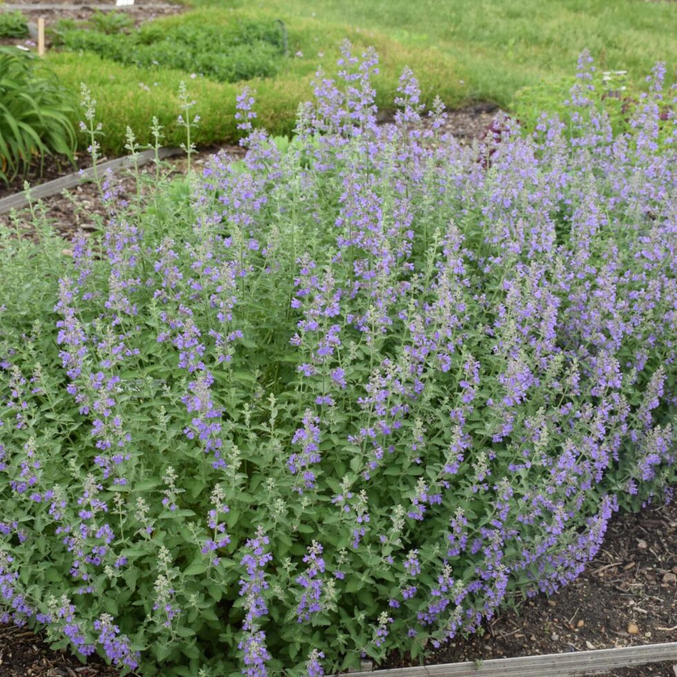 Flowering Shrub Companion Plants - Everett's Gardens
